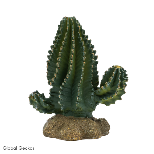 PR Cactus - PPP200 | GlobalGeckos.co.uk